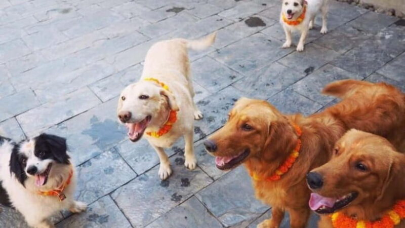 Kathmandu: Kukur Tihar Festival Tour with Local Family - Key Points