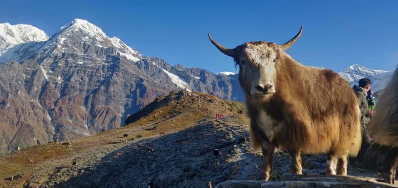 Kathmandu: Mardi Himal Trek with Vibrant Views - An In-Depth Look at the Mardi Himal Trek