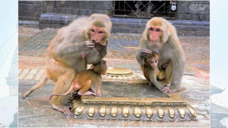 Kathmandu: Monkey Temple Guided Monkey Watching Tour - Key Points