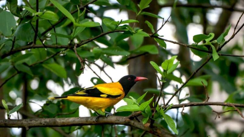 Kathmandu: Phulchowki Birdwatching Tour with Expert Guide - A Closer Look at the Phulchowki Birdwatching Tour