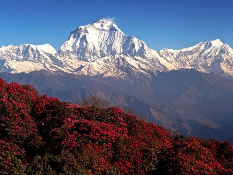 Kathmandu/Pokhara: 4-Day Mardi Himal Trek - An overview of the Mardi Himal Trek experience