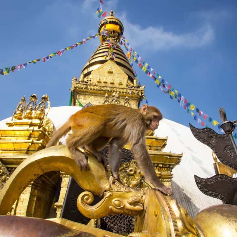 Kathmandu: Private/Group Tour to 7 UNESCO Sites with Lunch - Final Thoughts