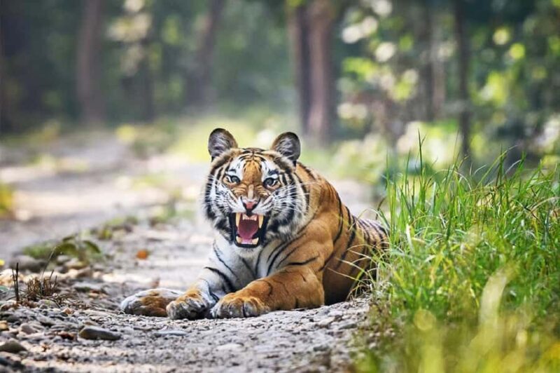 Kathmandu: Rara Lake, Jumla & Bardia 7-Day Overland Tour - An In-Depth Look at the 7-Day Itinerary