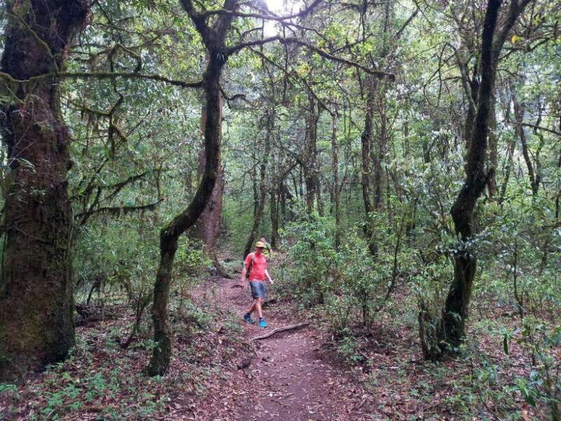 Kathmandu: Shivapuri Day Hike with Lunch - The Sum Up: Is It Worth Your Time?