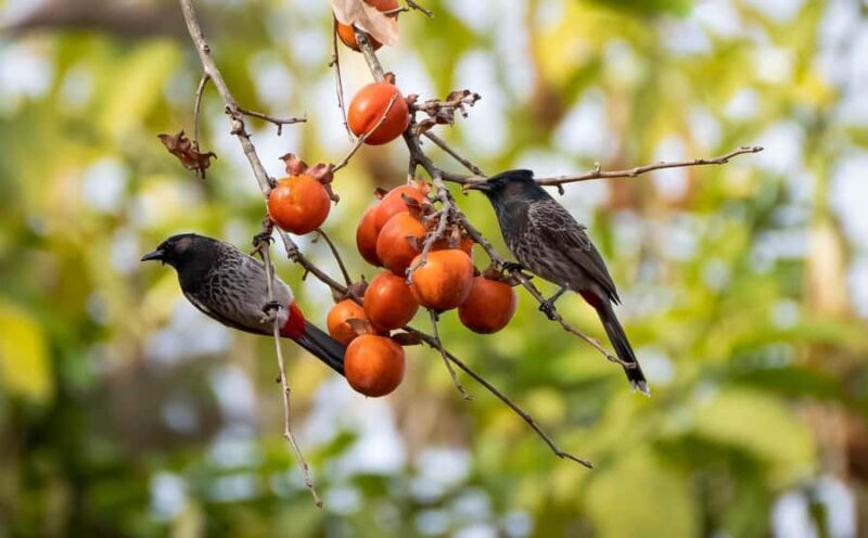 Kathmandu: Shivapuri National Park Nature Photography Tour - Scenic Highlights and Photo Opportunities