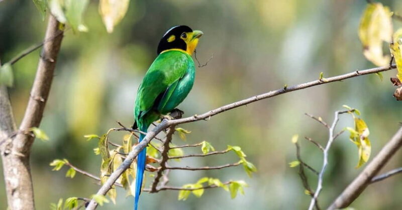 Kathmandu Valley: Bird Watching Tour with Guide - Introduction