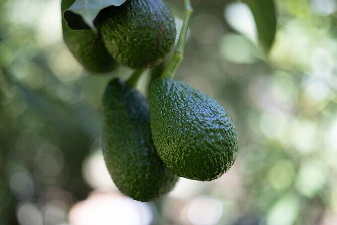 Katikati Avocado Adventure - An In-Depth Look at the Katikati Avocado Adventure