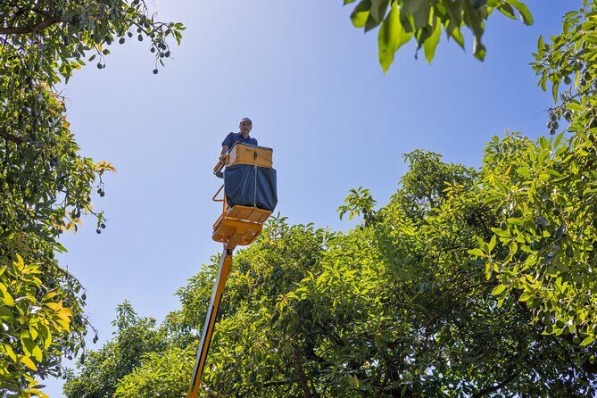 Katikati Avocado Adventure - Frequently Asked Questions