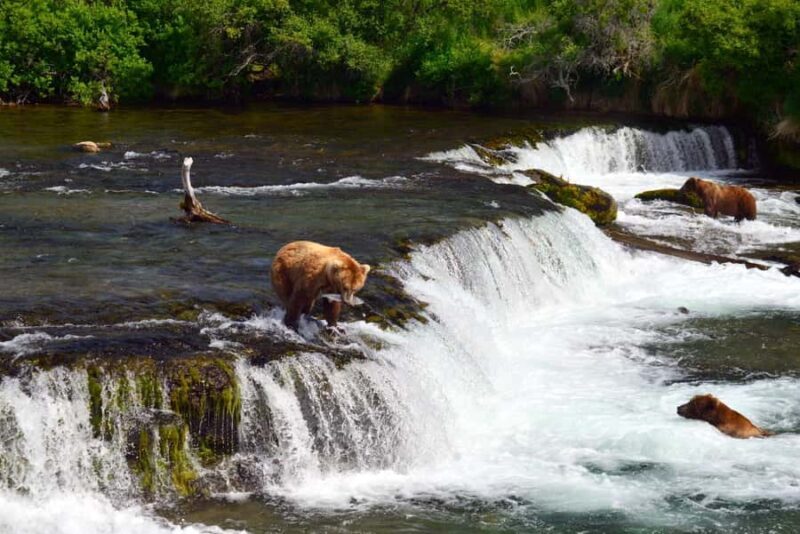 Katmai Alaska: Brooks Falls Bear Viewing by Floatplane - FAQ