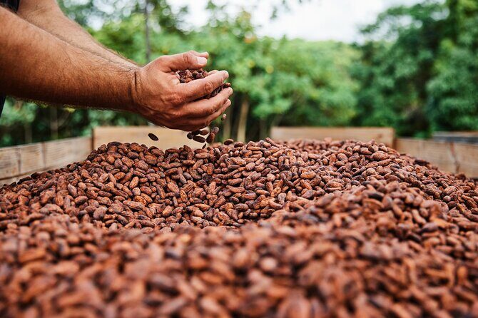 Kauai Chocolate Farm Tasting Tour - Authentic, Delicious, and Educational