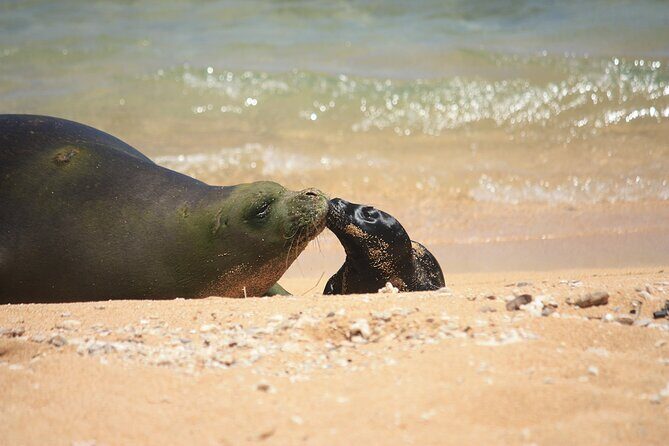 Kauai East Side and North Shore Private Guided Tour - What Makes It Special and Worth Considering