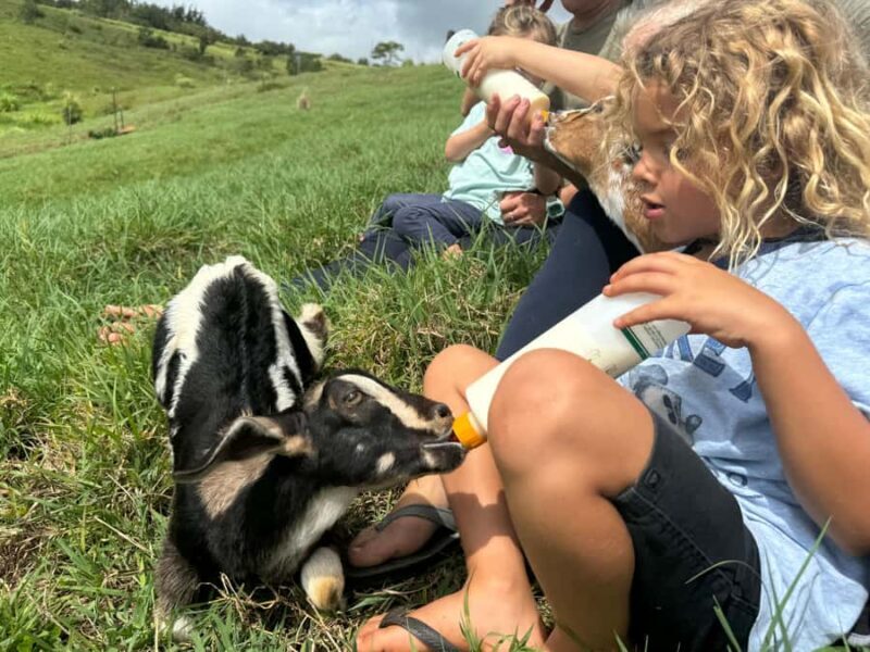 Kauai Farm: Play & Bottle Feed Baby Mini Nubian Goats! - The Value of This Farm Visit