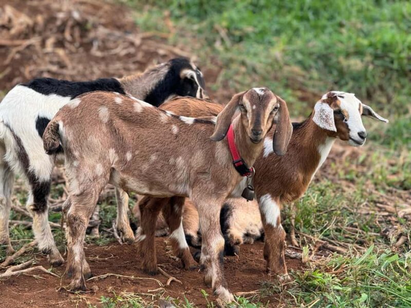 Kauai Farm: Play & Bottle Feed Baby Mini Nubian Goats! - Who Should Book This Tour?