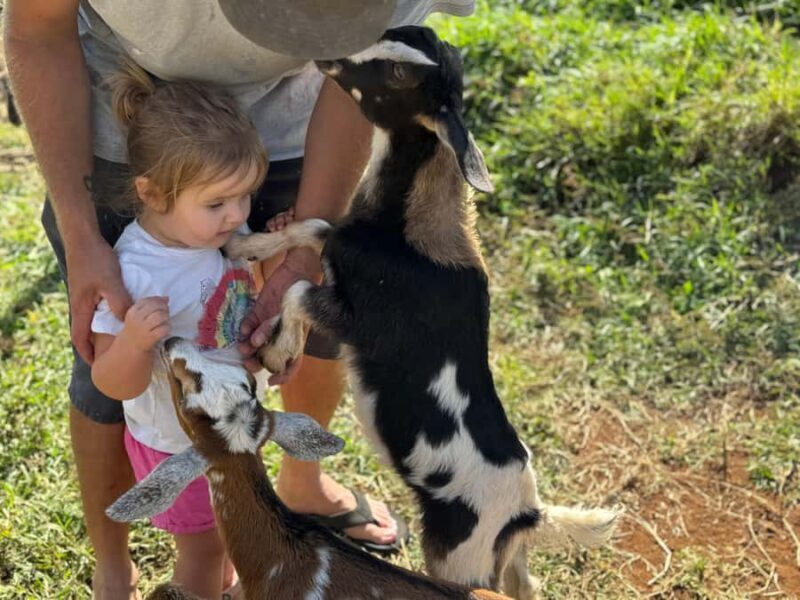 Kauai Farm: Play & Bottle Feed Baby Mini Nubian Goats! - FAQs