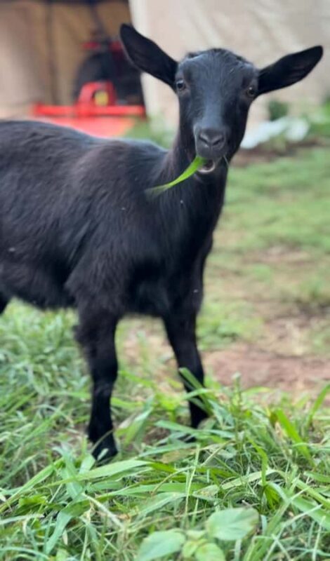 Kauai Farm: Play & Bottle Feed Baby Mini Nubian Goats! - Final Thoughts
