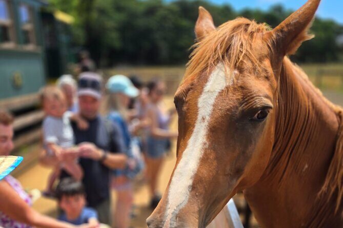 Kauai Hop On Hop Off Tour - Key Points