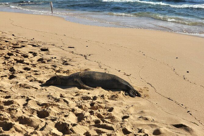 Kauai Island Day Trip from Oahu with Airfare Included - Who Should Consider This Tour?