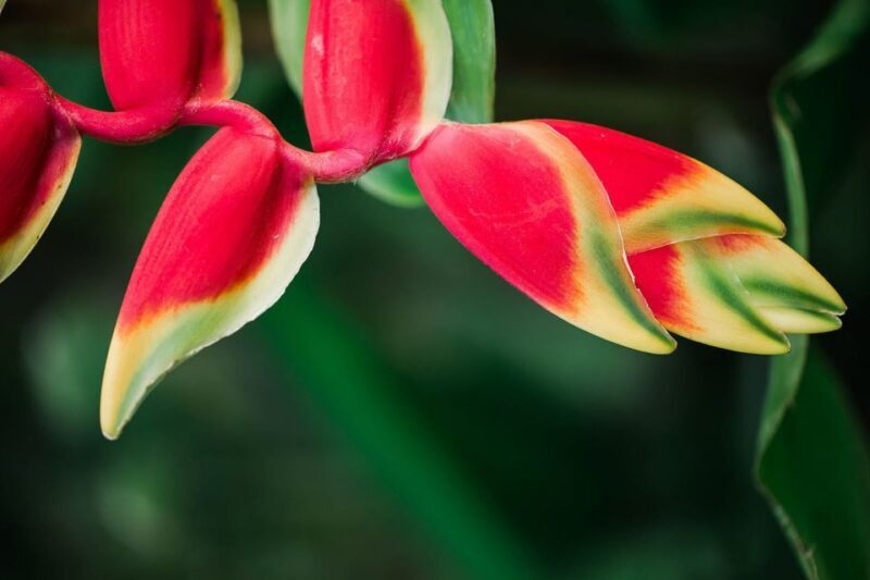 Kauai: McBryde Garden Self Guided Visit - FAQ