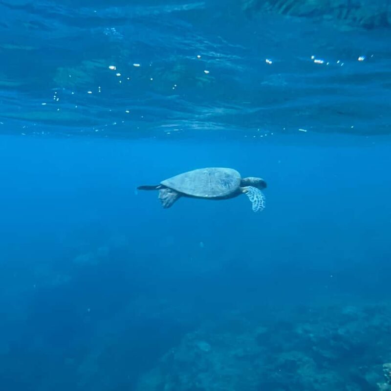 Kauai: Mlama Kai Snorkeling Adventure & Reef Cleanup - The Experience’s Strengths and Considerations