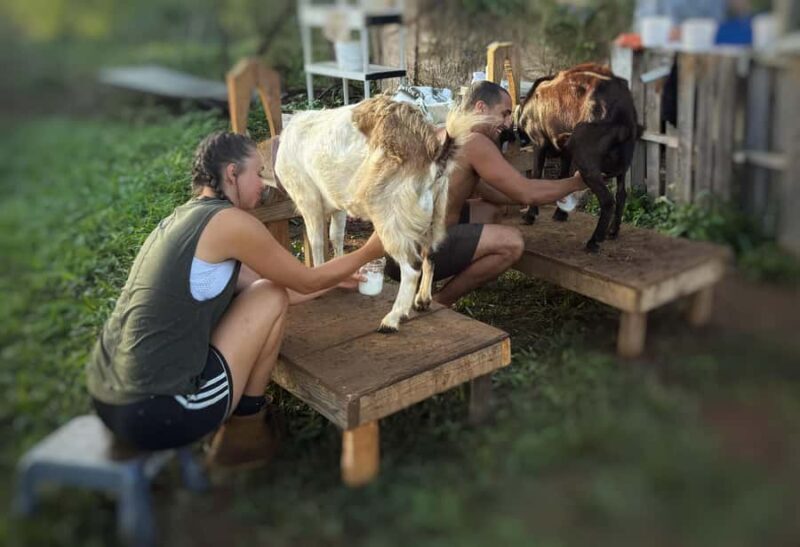 Kauai: Play with Baby Farm Animals & MicroDairy Immersion - A Genuine Look at the Kauai Microdairy Tour