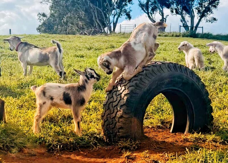 Kauai: Play with Baby Farm Animals & MicroDairy Immersion - FAQ