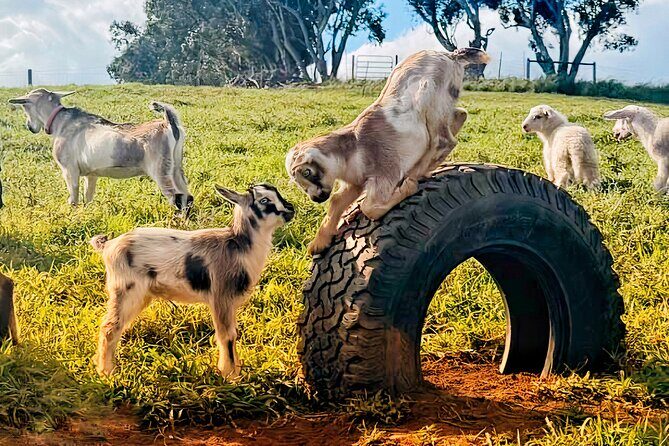 Kauai Private Baby Farm Animal Experience & Micro Dairy Immersion - Final Thoughts