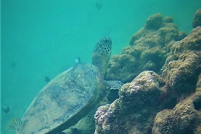 Kauai Snorkeling Adventure - The Bottom Line: Is It Worth It?