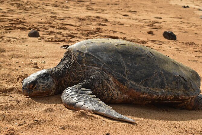 Kauai Snorkeling Adventure - Frequently Asked Questions