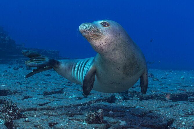 Kauai's Exclusive Morning Scuba Charter for Experienced Divers - An In-Depth Look at the Kauai Morning Scuba Experience