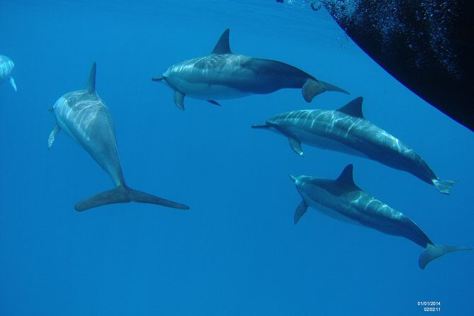 Kauai's Ultimate Boat 2 Tank Adventure Dive Certified Divers Only - Experience from a Divers Perspective