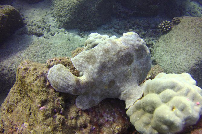 Kauai's Ultimate Boat 2 Tank Adventure Dive Certified Divers Only - Why This Tour Might Be Right for You