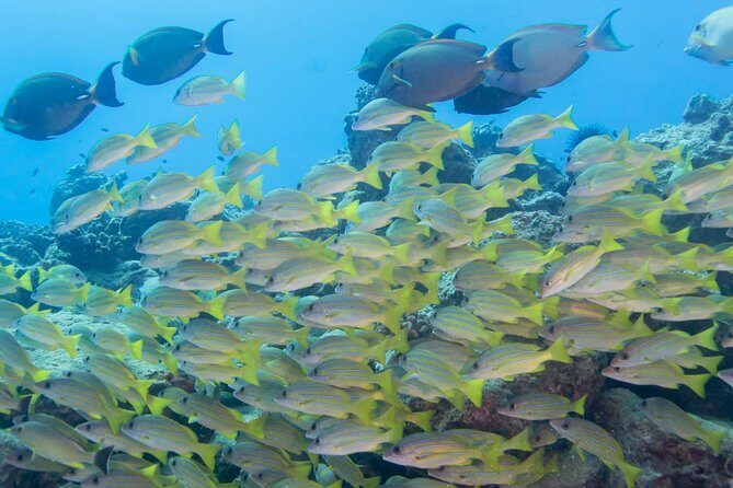 Kauai's Ultimate Discover Scuba Dive - OCEAN EXPERIENCE (1 Tank Dive) - FAQs