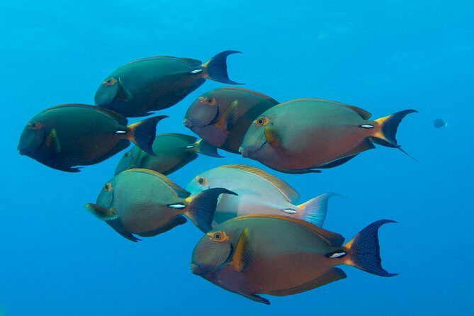 Kauai's Ultimate Discover Scuba Dive - OCEAN EXPERIENCE (1 Tank Dive) - Final Thoughts