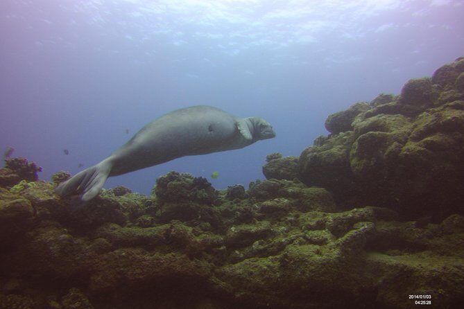 Kauai's Ultimate Scooter Adventure 2 Tank Dive (Advance Certified Divers Only) - Who Should Consider This Tour?