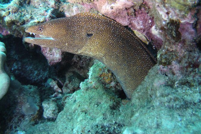 Kauai's Ultimate Scooter Adventure 2 Tank Dive (Advance Certified Divers Only) - Final Thoughts