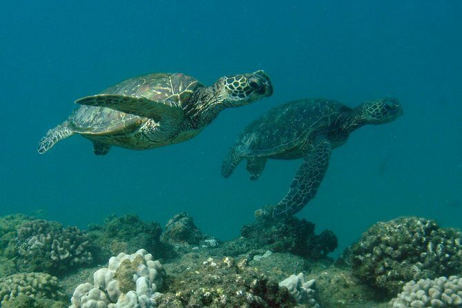 Kauai's Ultimate South Island Zodiac Boat Snorkel Adventure - Who Should Consider This Tour?