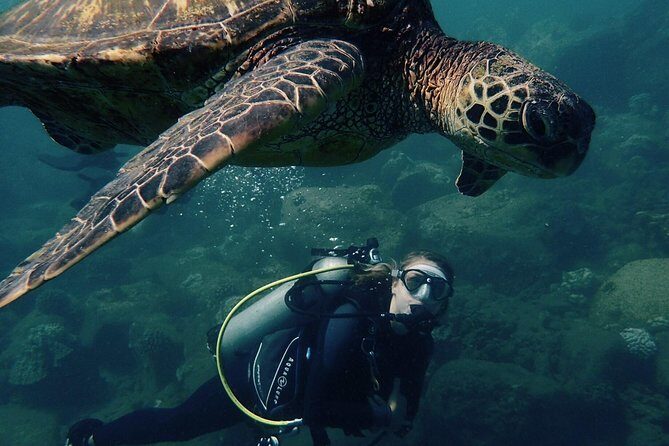 Kauai's Ultimate South Shore 2 Tank Dive (Certified Divers Only) - Key Points