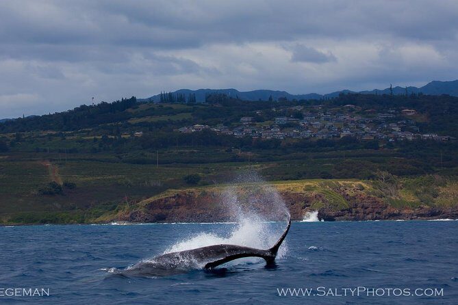 Kauai's Ultimate South Side Whale & Dolphin Zodiac Boat Adventure - What to Expect: The Experience in Detail