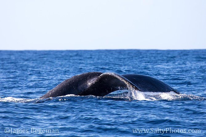 Kauai's Ultimate South Side Whale & Dolphin Zodiac Boat Adventure - The Practical Side: Pricing, Duration, and Booking