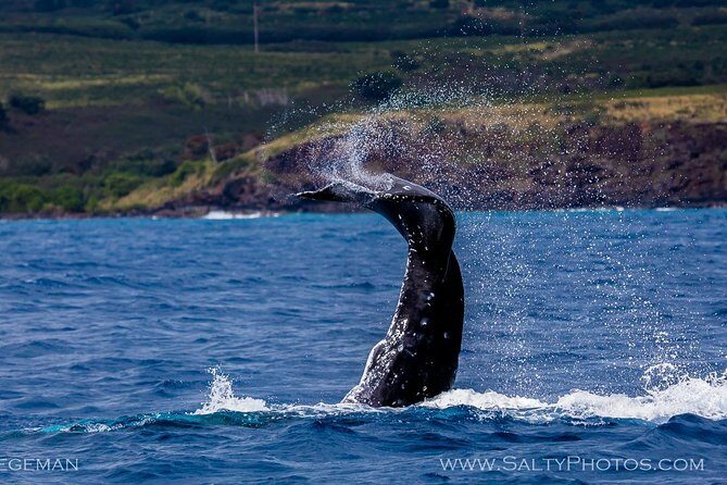 Kauai's Ultimate South Side Whale & Dolphin Zodiac Boat Adventure - Who Should Consider This Tour?