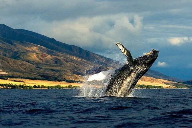 Kauai's Ultimate South Side Whale & Dolphin Zodiac Boat Adventure - Final Thoughts: Is It Worth It?