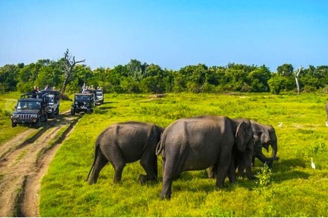 Kaudulla Jeep Safari & Dambulla Day Tour From Trincomalee - Starting the Day: Early Pickup and Transport