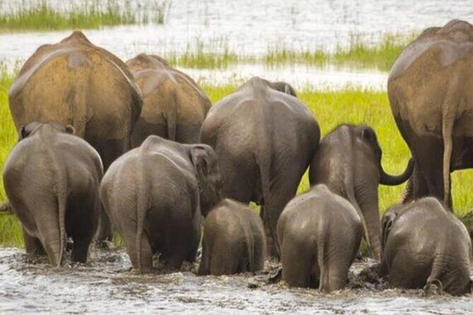 Kaudulla Jeep Safari & Dambulla Day Tour From Trincomalee - Stop 2: The Dambulla Cave Temple — A UNESCO Wonder