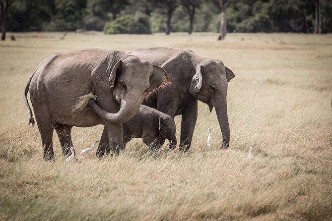 Kaudulla national park from Colombo inclusive of jeep safari - Key Points