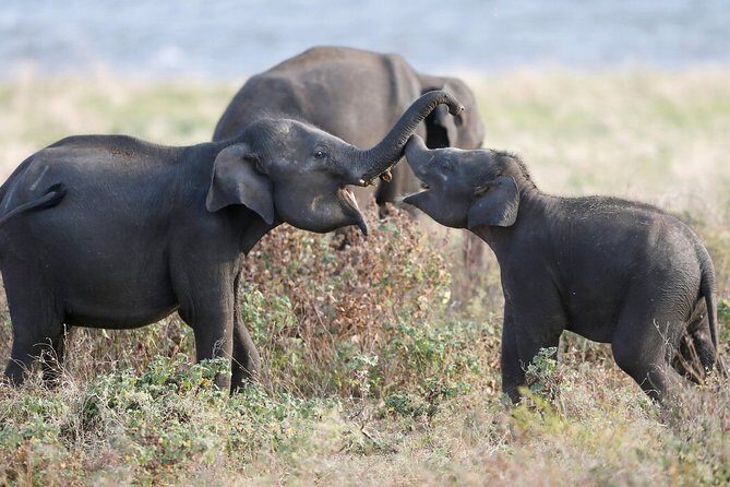 Kaudulla national park from Colombo inclusive of jeep safari - What We Love & What to Watch Out For