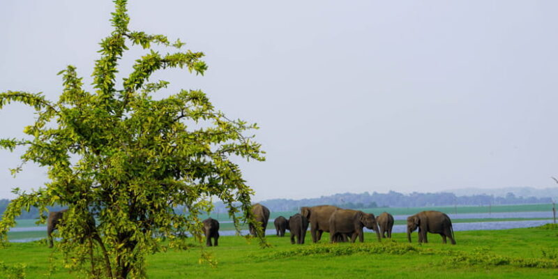 Kaudulla National Park Half Day Sri Lanka Jeep Safari - Key Points