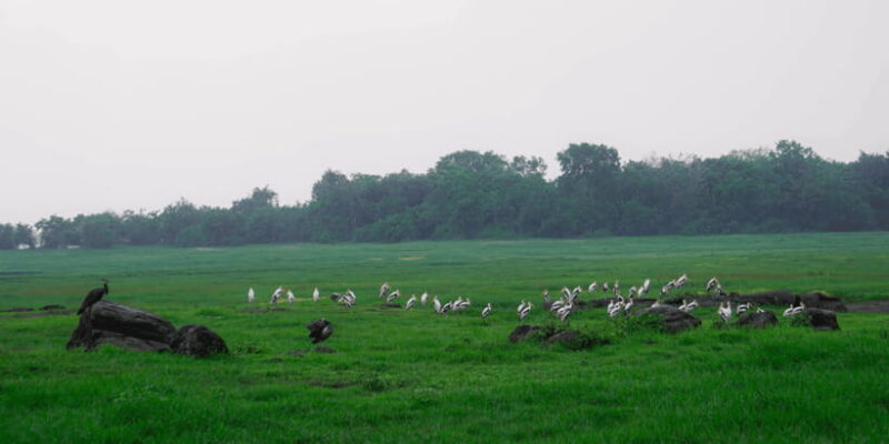 Kaudulla National Park Half Day Sri Lanka Jeep Safari - The Sum Up