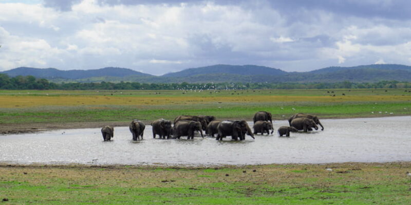 Kaudulla National Park Half Day Sri Lanka Jeep Safari - FAQ