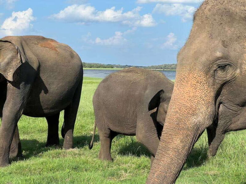 Kaudulla National Park Halfday Jeep Safari with Hotel Pickup - Who This Tour Is Perfect For