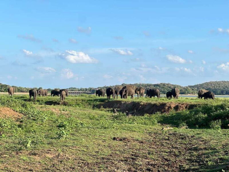 Kaudulla National Park Halfday Jeep Safari with Hotel Pickup - FAQ